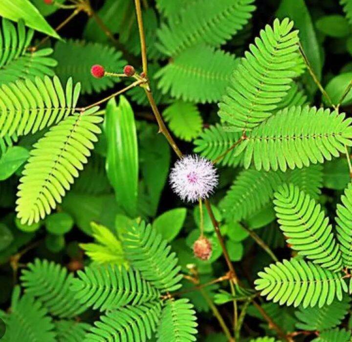 makahiya (gawin tea dahon)read description amot s manga masaskit ng ...