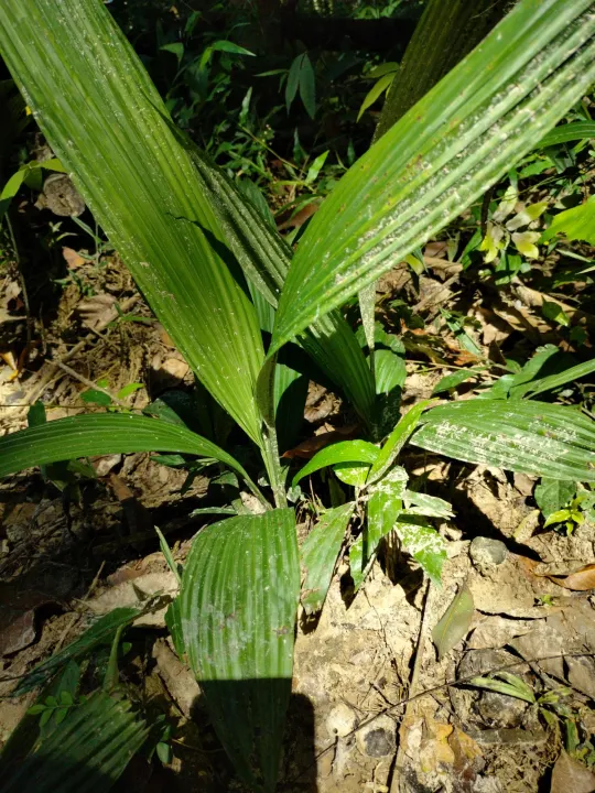 pokok lemba | Lazada