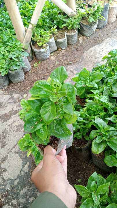 Tanaman bayam Brazil | Lazada Indonesia