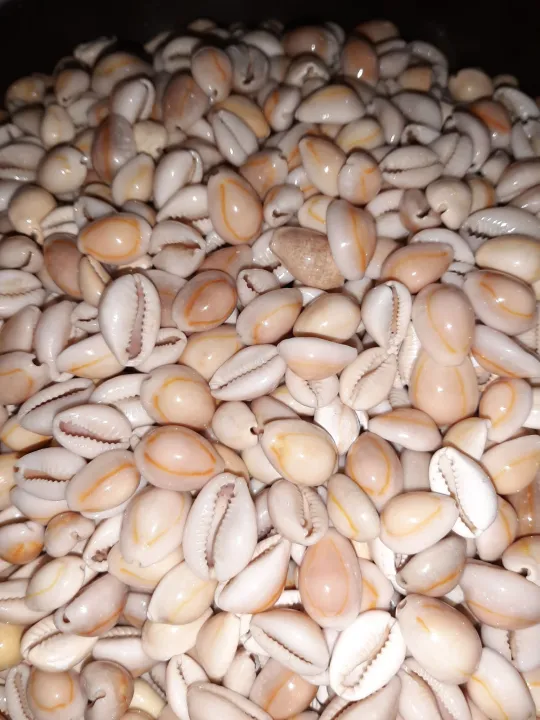 1/2 kilo sigay/sea shell | Lazada PH