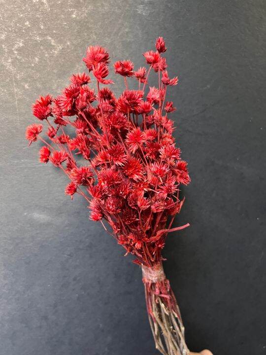 Dried flowers local dried flowerette red color | Lazada PH