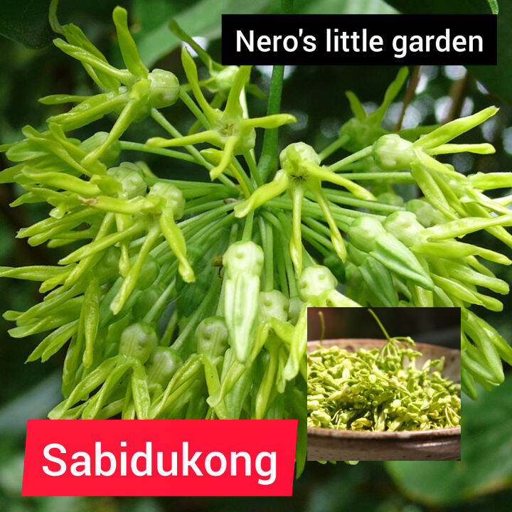 NLG0000136 nero's sabidukong | Lazada PH