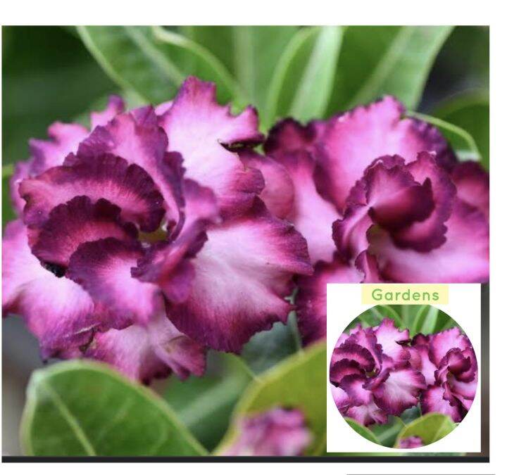Multi-Petals Dessert Purple White Adenium Tropical Flower Seeds High ...