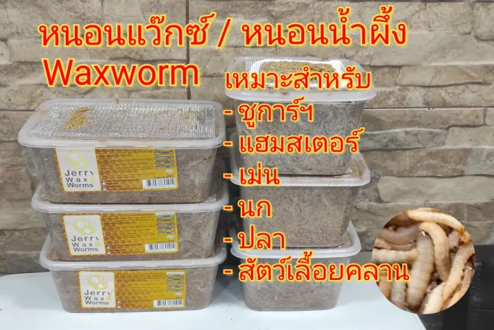 ( กล่องใหญ่ ) หนอนแว๊กซ์ หนอนน้ำผึ้ง สำหรับชูก้าฯ แฮมสเตอร์ กระรอก นก ปลา และสัตว์เลื้อยคลาน ...