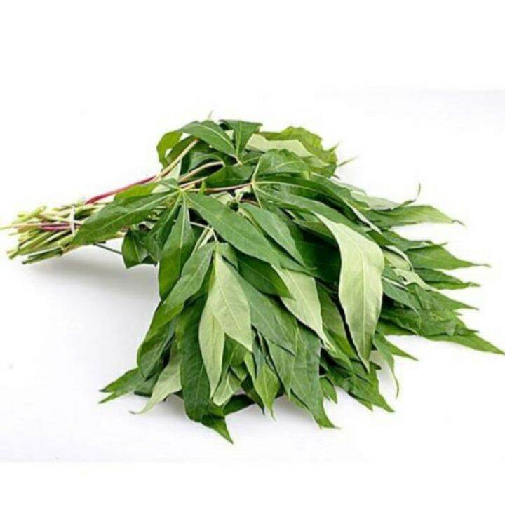 daun pucuk singkong mudaa (1kg) | Lazada Indonesia
