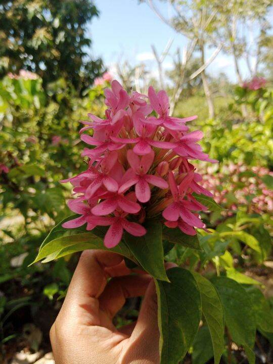 Pentas Bush "Pink" Live plant with Free Fertilizer | Lazada PH