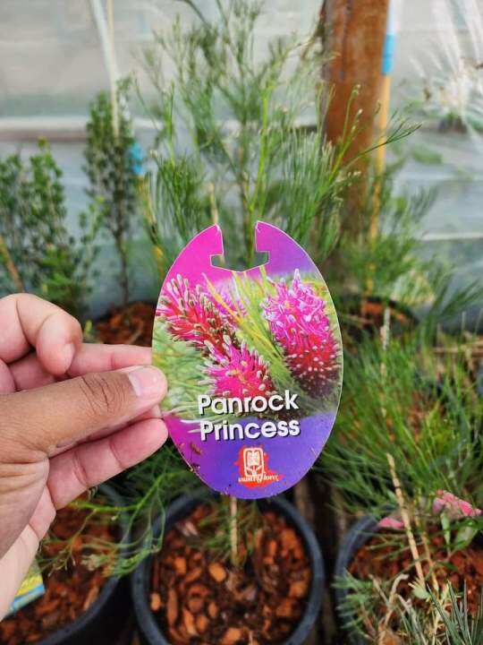 🌹เจ้าหญิงกรีวิเลีย แพนร็อก🌹 Grevillea petrophiloides x Grevillea ...