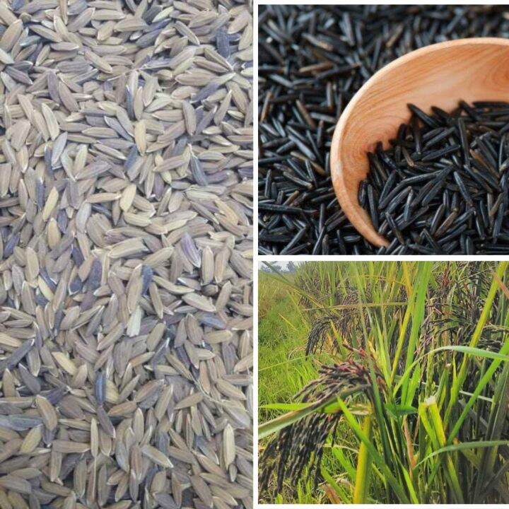 Benih Padi Ketan Hitam Premium Isi 1 Kg | Lazada Indonesia