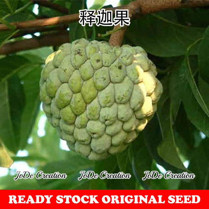 Benih Pokok Nona / Sugar Apple Tree Seeds / 释迦果树种子 | Lazada