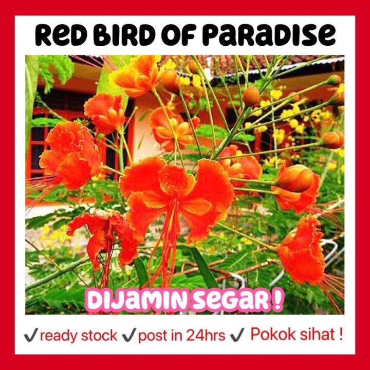 RINA • red bird of paradise • pokok Jambul merak live plant hidup ...