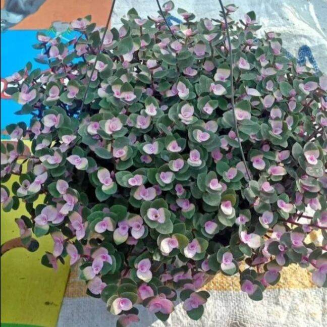 tanaman gantung kribo variegata tanaman gantung bisa untuk indoor dan outdoor | Lazada Indonesia