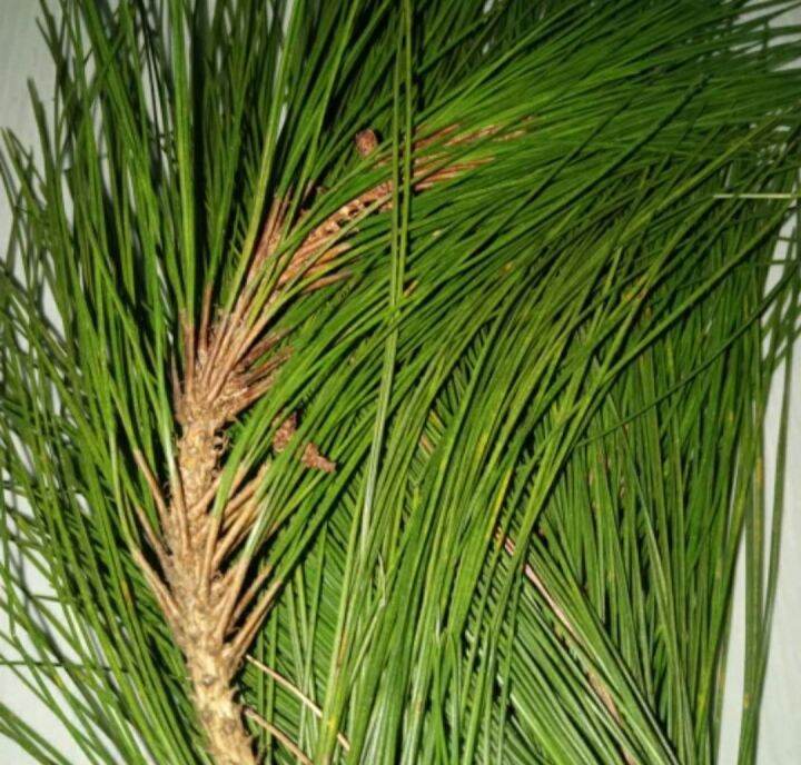 Daun Pinus segar 1kg | Lazada Indonesia