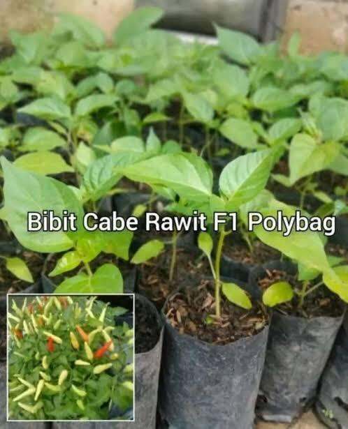 Bibit Cabe Rawit F1 Super Cepat Berbuah | Tanaman Hidup Cabai Rawit Unggulan | Lazada Indonesia