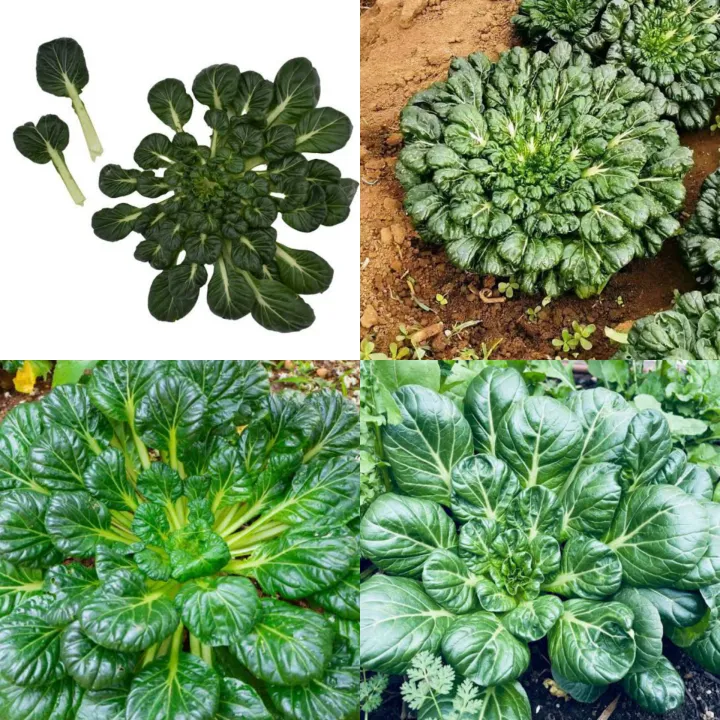 binhi pantanim tatsoi pechay 50 seeds outdoor vegetable plant | Lazada PH