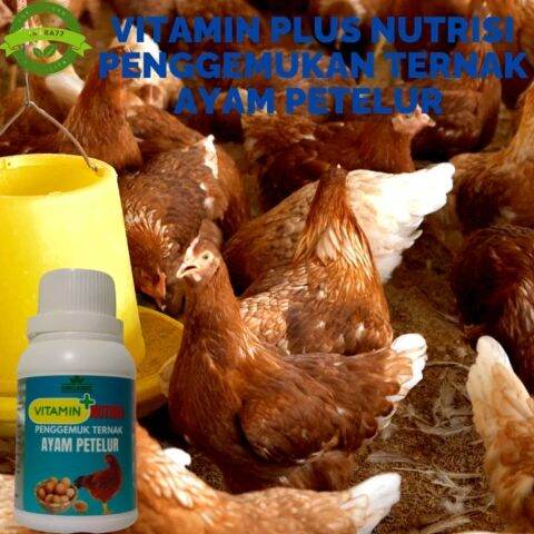 Obat dan vitamin ayam petelur,Vitamin ayam petelur 100ml,Vitamin nafsu ...