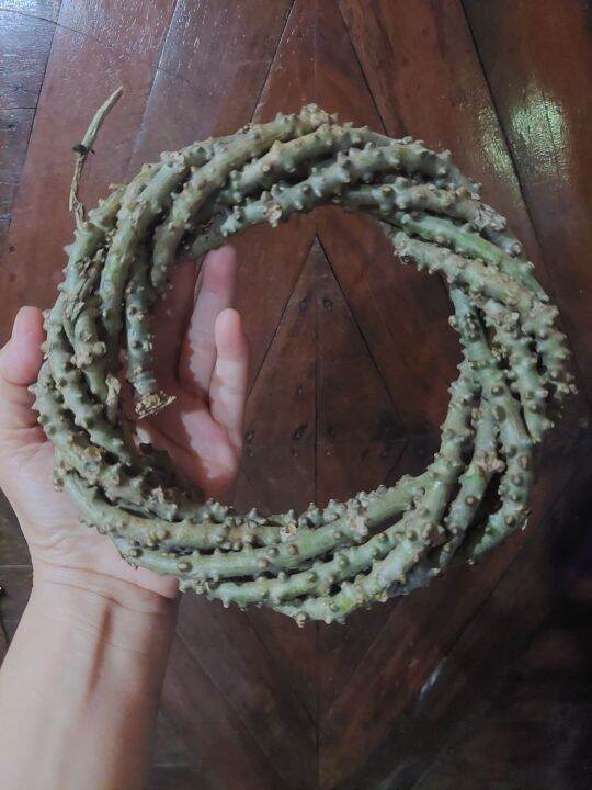 MAKABUHAY PLANT ( Panyawan FRESH CUTTINGS) | Lazada PH