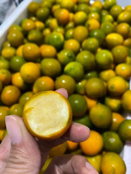 Jeruk kimkit 1/2kg garing renyah manis | Lazada Indonesia