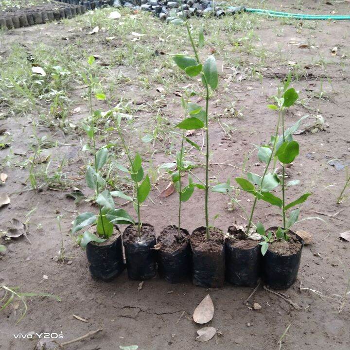 Bibit Kayu Siwak Asli/Tanaman Pohon Siwak Arab Murah | Lazada Indonesia