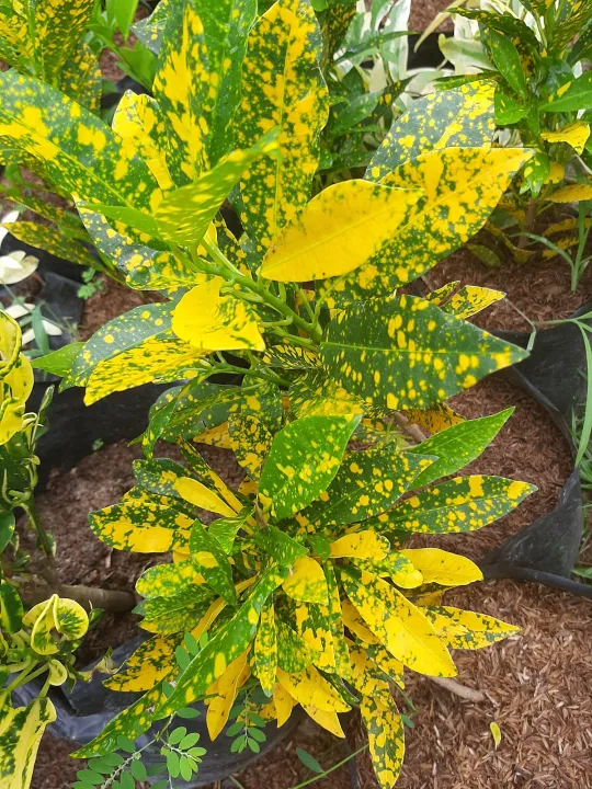 Golden Dust Croton | Lazada PH