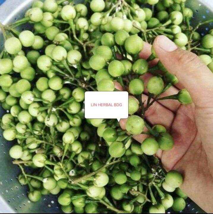 Buah Takokak Hemat 300 grm Cepokak Buah Terung Pipit Segar atau/Solanum ... Buah Takokak Hemat 300 grm Cepokak Buah Terung Pipit Segar atau/Solanum ...