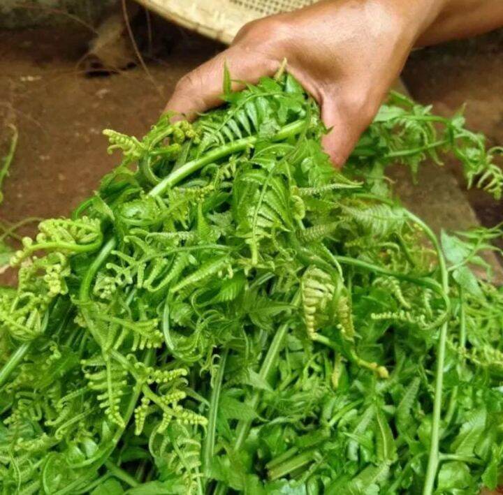 Daun Pakis sayur segar 1kg | Lazada Indonesia