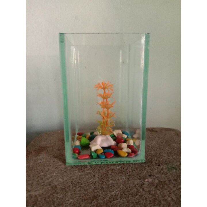 SOLITER IKAN CUPANG GUPPY AKUARIUM MINI 1 PAKET | Lazada Indonesia
