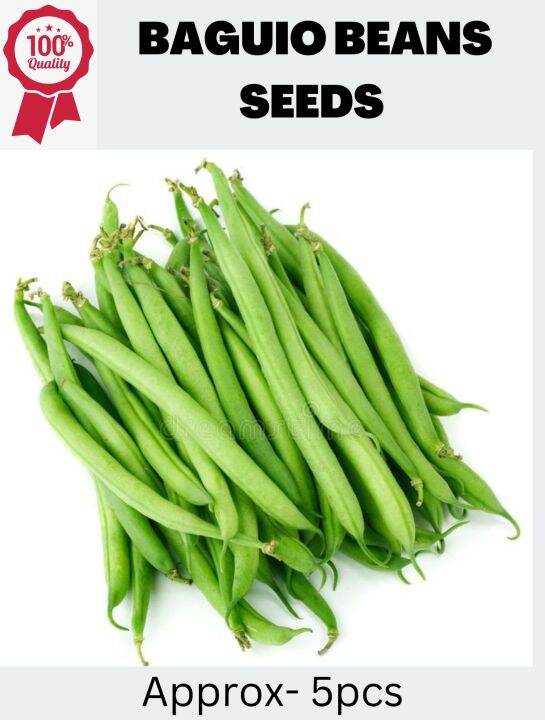 BAGUIO BEANS SEEDS ( 5 SEEDS ) - 1 Pack | Lazada PH