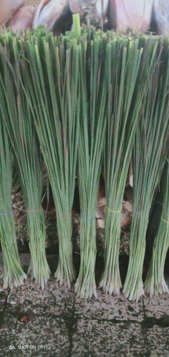 fresh ubod Ng niyog. pandan leaves. lemongrass | Lazada PH