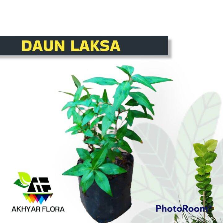 Vietnamese Mint Tanaman Mint Vietnam Daun Laksa Daun Kesum | Lazada ...