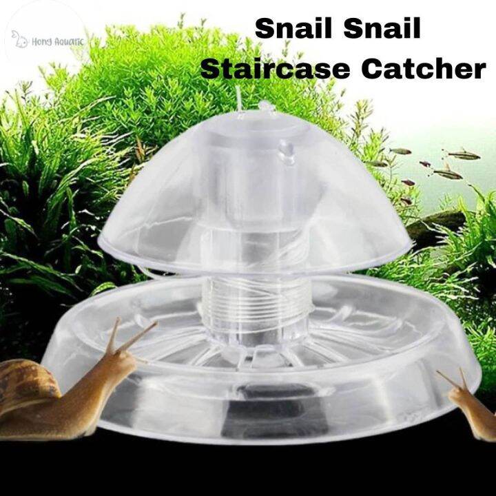 Aquarium Snails UNTERING Clear Snail Aquarium Fish For Planarian Catch ...
