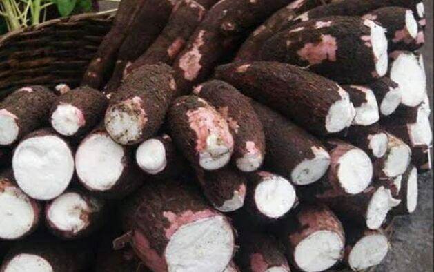 SINGKONG ROTI 1KG SINGKONG MENTEGA ORIGINAL | Lazada Indonesia