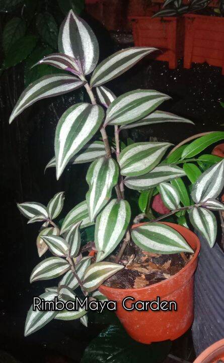 (indoor plant)tradescantia zebrina/ pokok telinga kera | Lazada