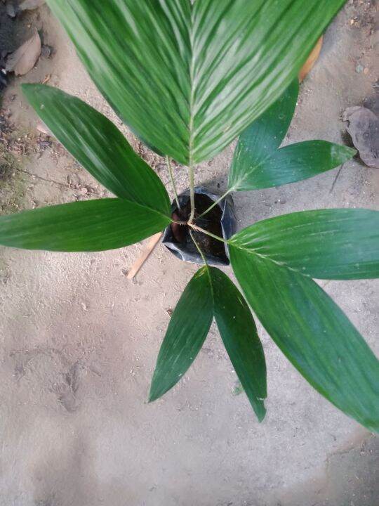 anak pokok buah salad madu, tidak masam dan kelat | Lazada