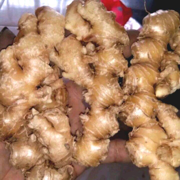 jahe segar 1kg segar fresh | Lazada Indonesia