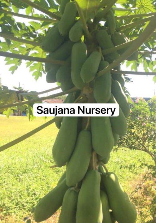 BAJA BUAH SPECIAL (BAJA LEBAT BUAH) | Lazada