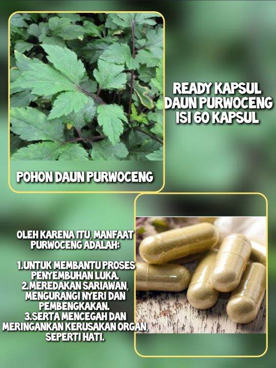 KAPSUL HERBAL DAUN PURWOCENG | Lazada Indonesia