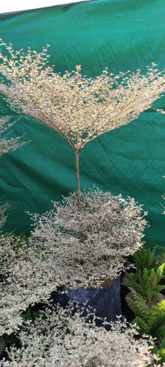 Live Plant Grafted Plant Marcoted Tree Variegated African Talisay ...