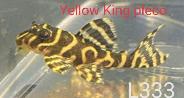 L333 Yellow King Pleco (5--6cm++) *DOA AVAILABLE * | Lazada