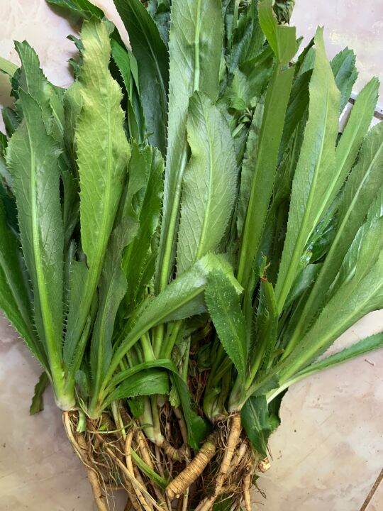 daun walang sangit 15 pohon | Lazada Indonesia