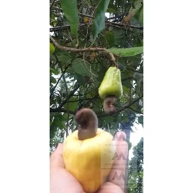 Kasoy/akasuy/Balubad tree seedlings Cashew | Lazada PH