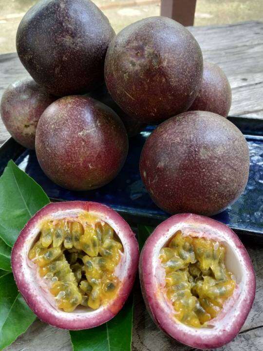 COD Bibit Tanaman Buah Markisa Ungu Jumbo Okulasi Cepat Berbuah markisa ...