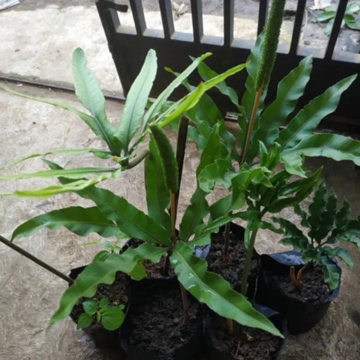 Tanaman Hias Herbal Akar Tunjuk Langit Asli Sudah Tumbuh | Lazada Indonesia