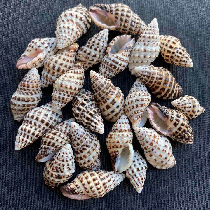 เปลือกหอยลายจุดดำ Black Spotted Sea Snail Shell 50g 2-3cm hei ban ...