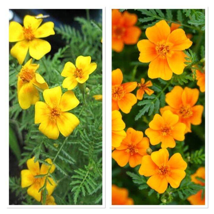 เมล็ดพันธุ์ ดาวเรืองเลม่อนเจ็ม สีเหลือง , สีส้ม (Lemon Gem Tagetes ...