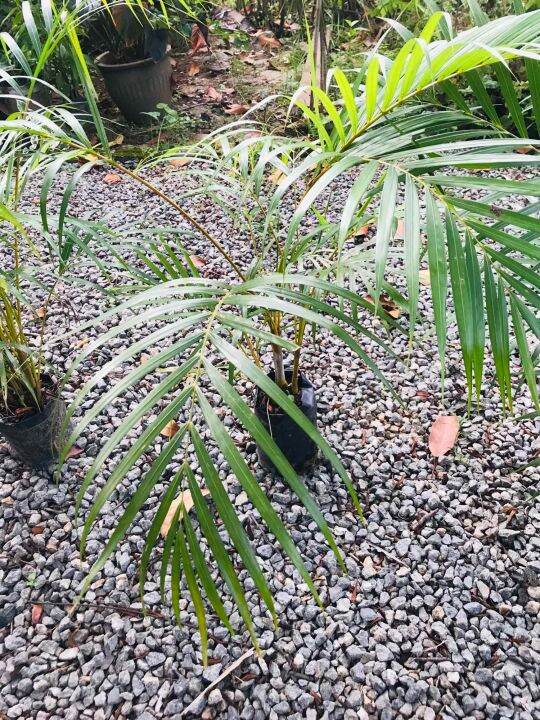 Pokok Palm Kuning / Palma Kuning | Lazada