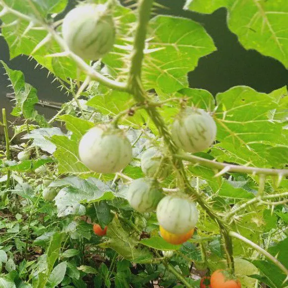 Buah Terong duri Terong Hutan 200 Gram | Lazada Indonesia