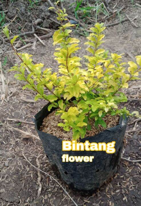 tanaman hias Legistrum Kuning bibit Tanaman bonsai legystrum Yellow ...