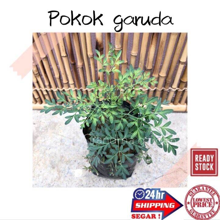 (GG real plant) pokok garuda ^ halau nyamuk herba herbs daun busuk ruta ...
