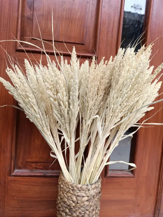 bunga jawan natural bleaching 1 ikat bunga kering dried flower rustic ...