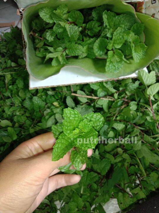 DAUN MINT SEGAR HASIL KEBUN PETIK DADAKAN | Lazada Indonesia